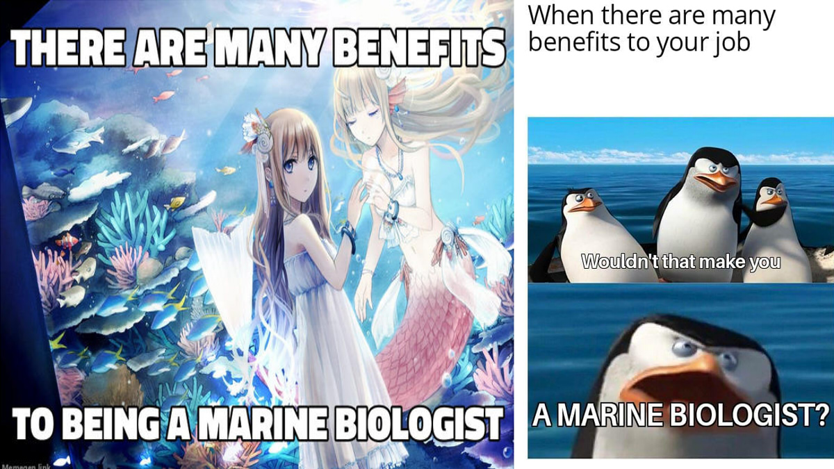 Discover The 'Many Benefits To Being A Marine Biologist' With These 18 ...