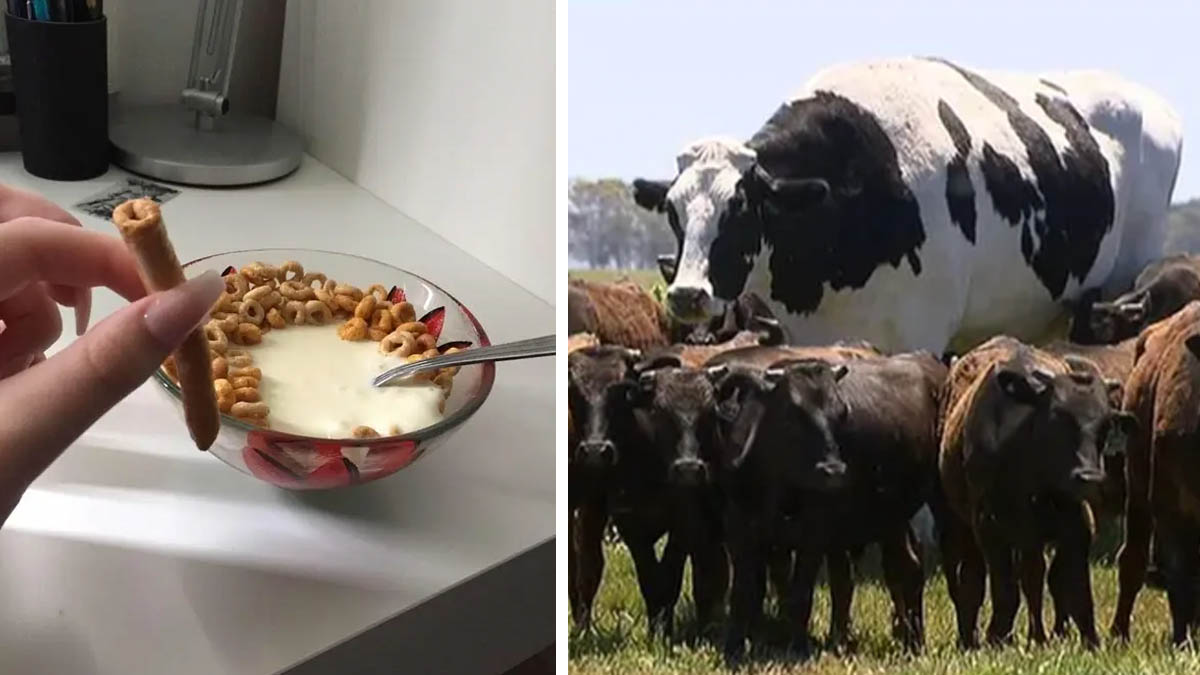 19 'Absolute Units' To Be In Awe Of | Know Your Meme