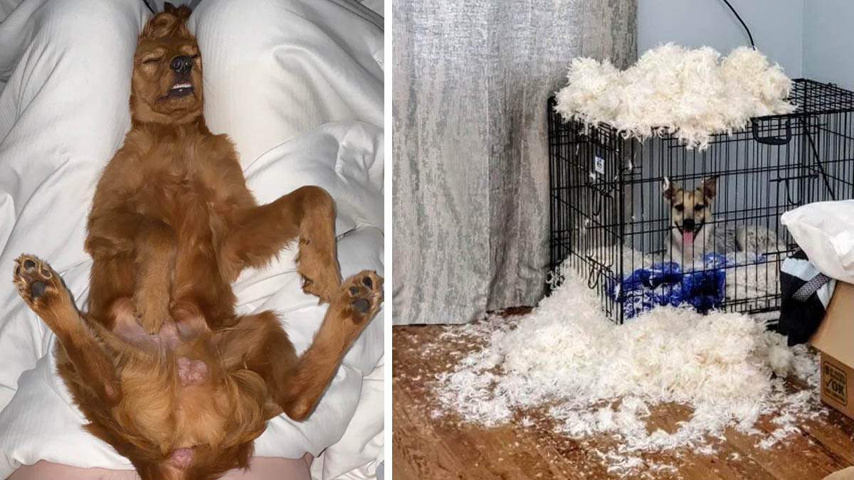 18 Dogs That There's Clearly Something Wrong With | Know Your Meme