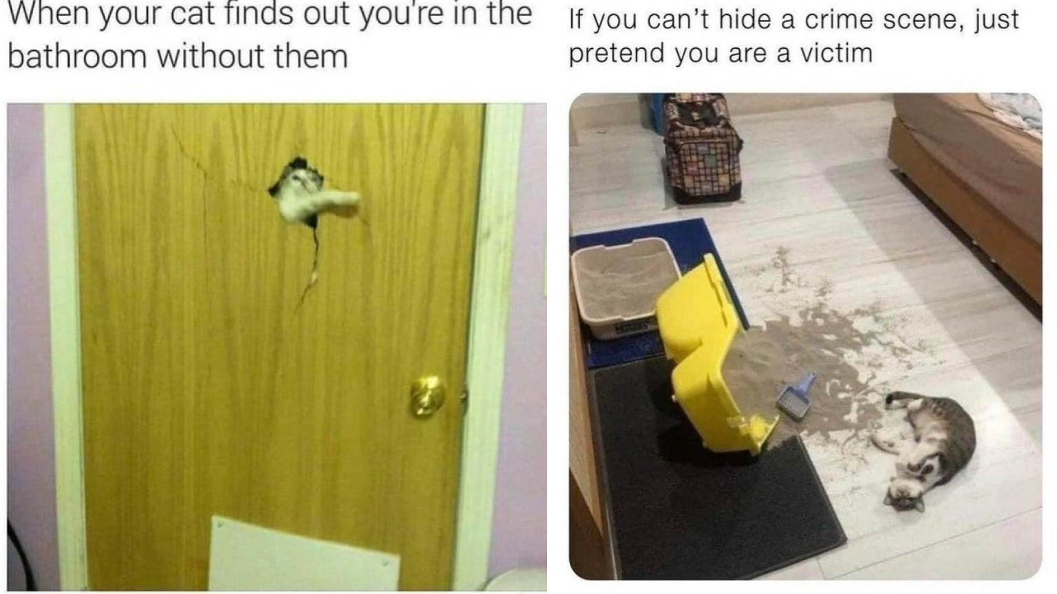 20 Memes From 'Meow Irl' To Help You Deal With Parenting A Cat | Know ...