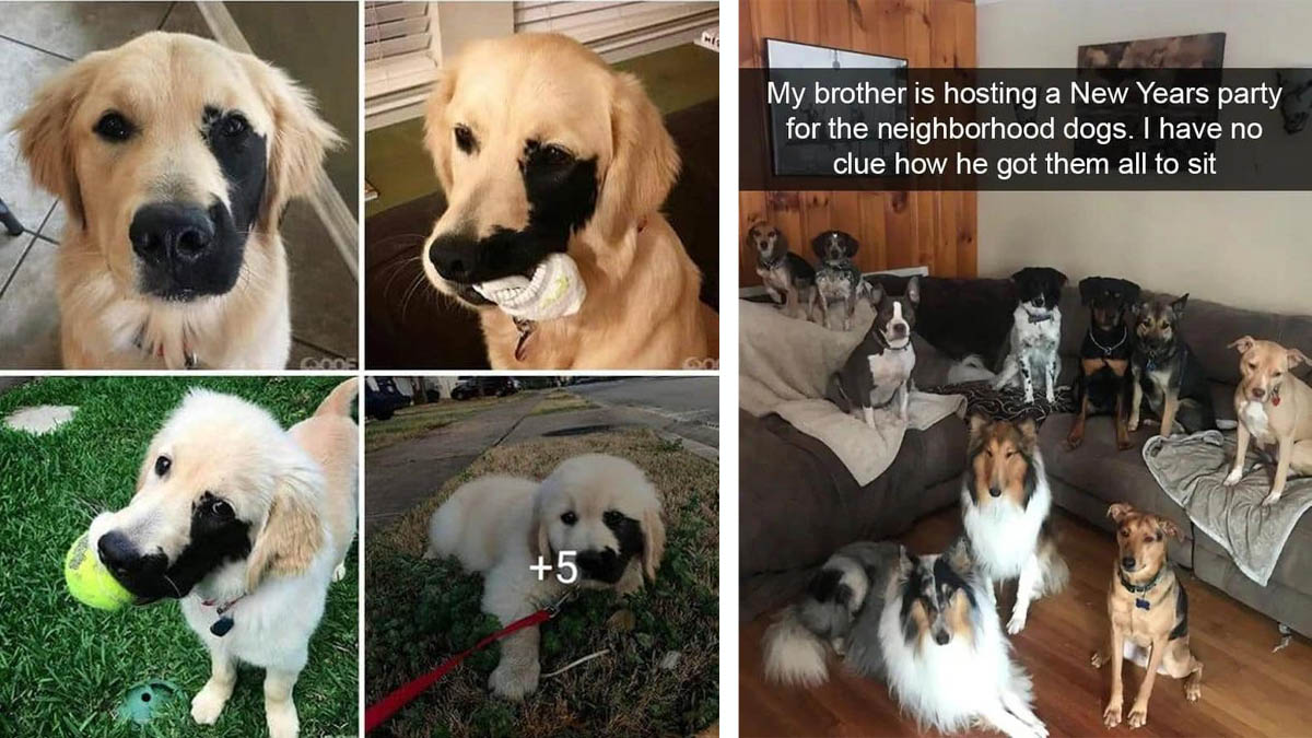 18 Wholesome Dog Memes For All The Canine Enjoyers | Know Your Meme