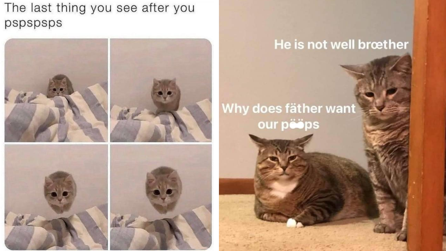 15 Memes For All The Struggling Cat Owners | Know Your Meme