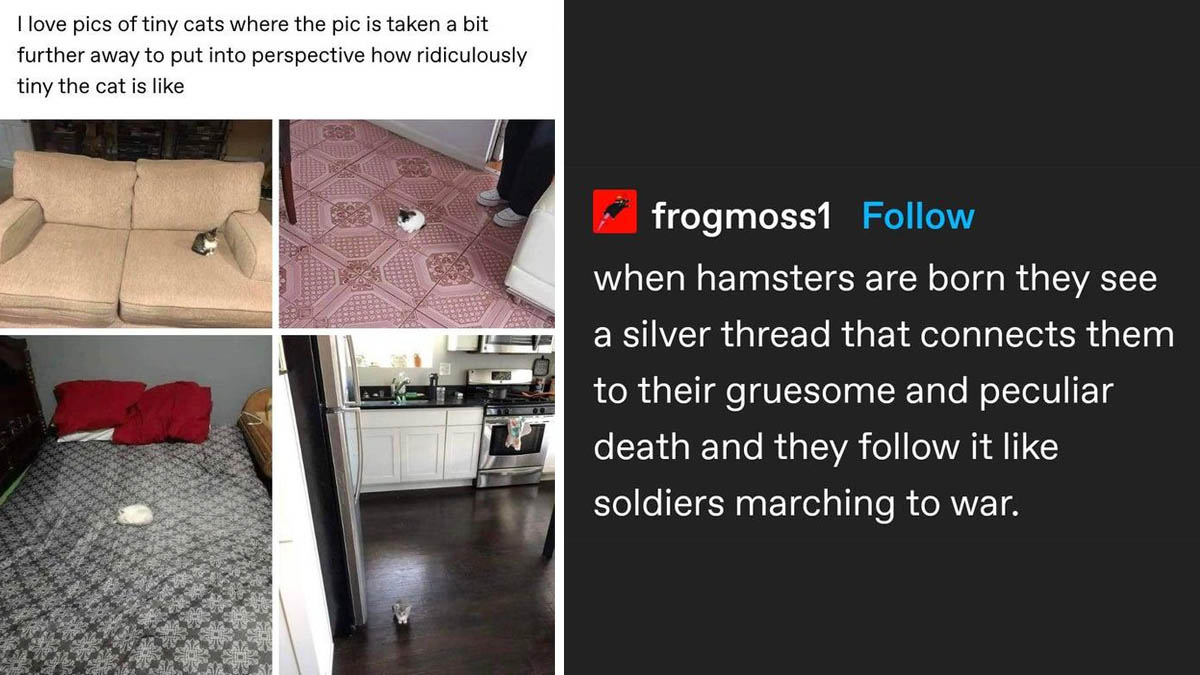 10 Off-The-Cuff Posts From Deranged Tumblr Users | Know Your Meme