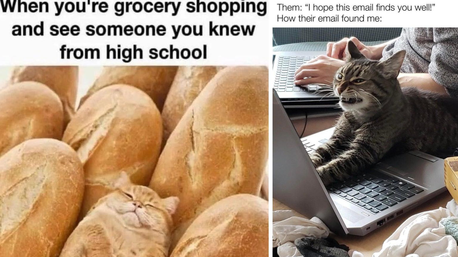 19 Funny Memes About The Internet's Favorite Animal | Know Your Meme