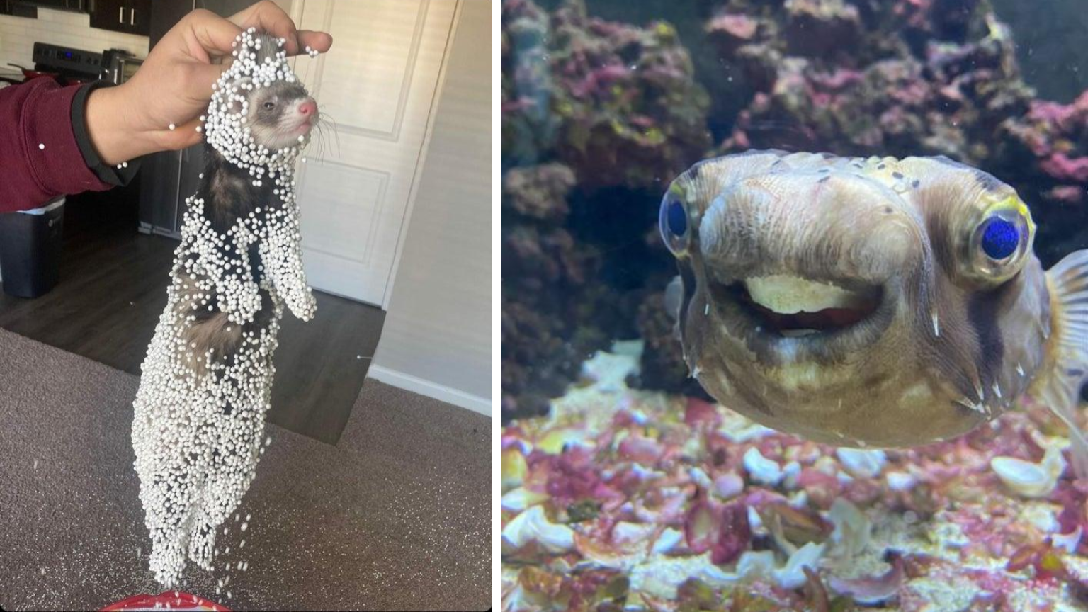 13 Weird Animals We Can't Help But Love Anyway | Know Your Meme