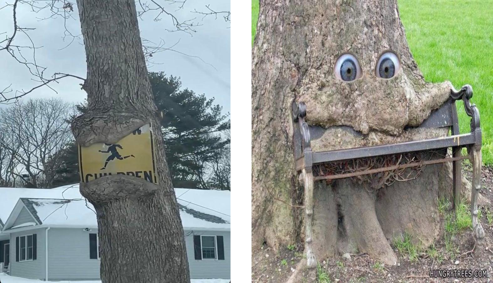 15 Photos Of Trees Eating Various Things | Know Your Meme