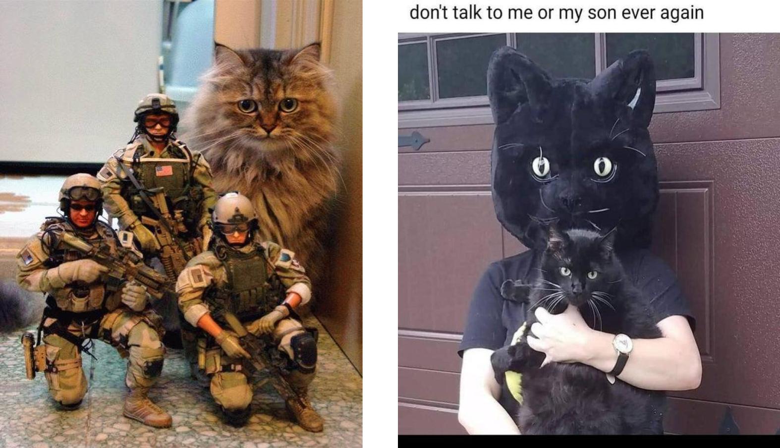 14 Relatable Felines To Brighten Your Daily Scroll | Know Your Meme