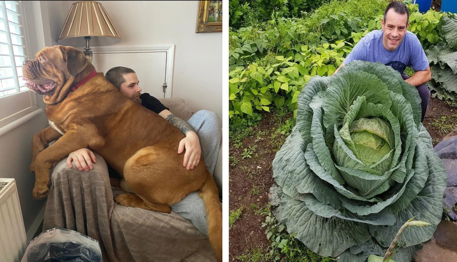 15 Absolute Units That Are A Really Big Deal | Know Your Meme