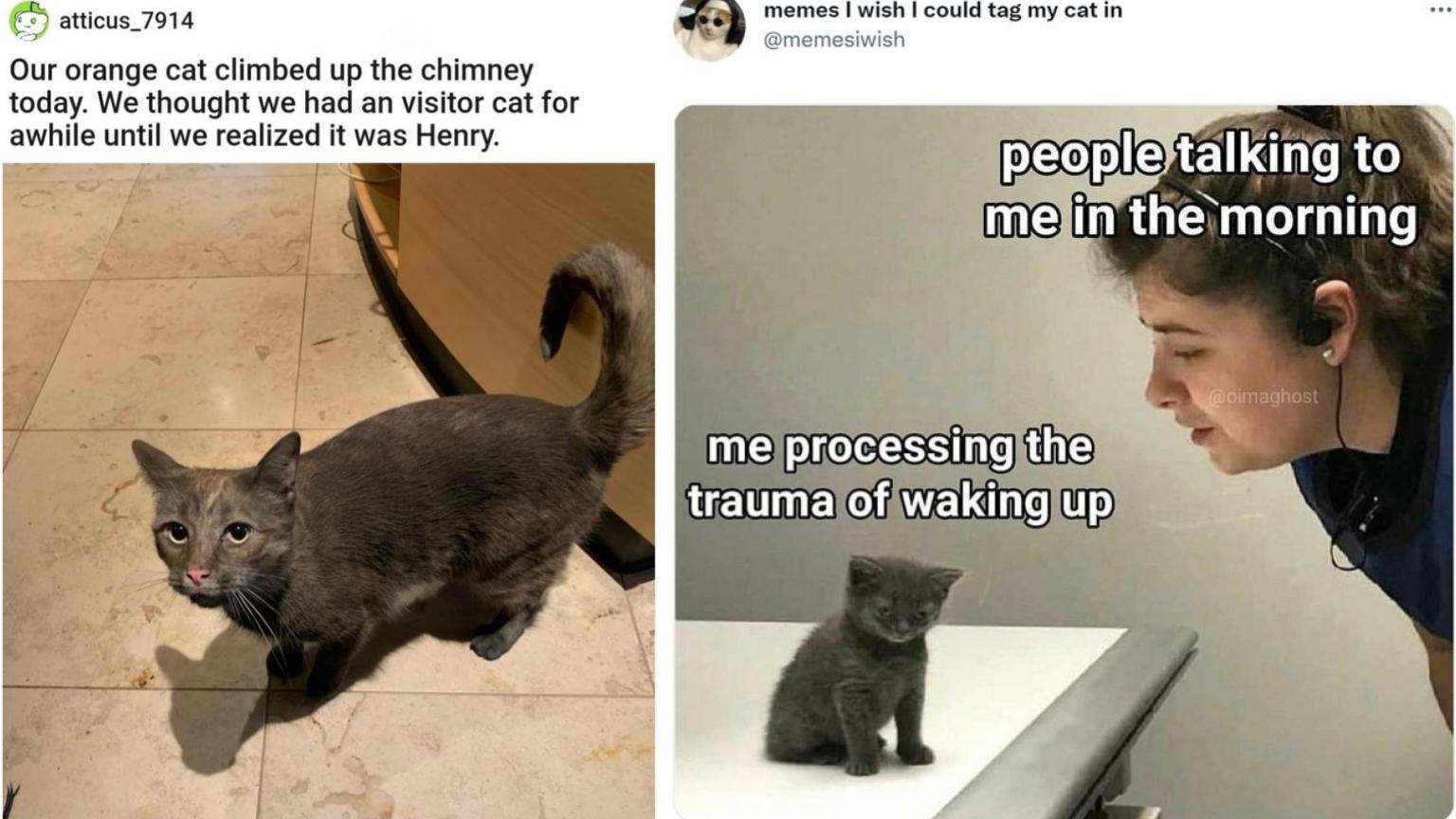 15 Memes You Wish You Could Tag Your Cats In | Know Your Meme