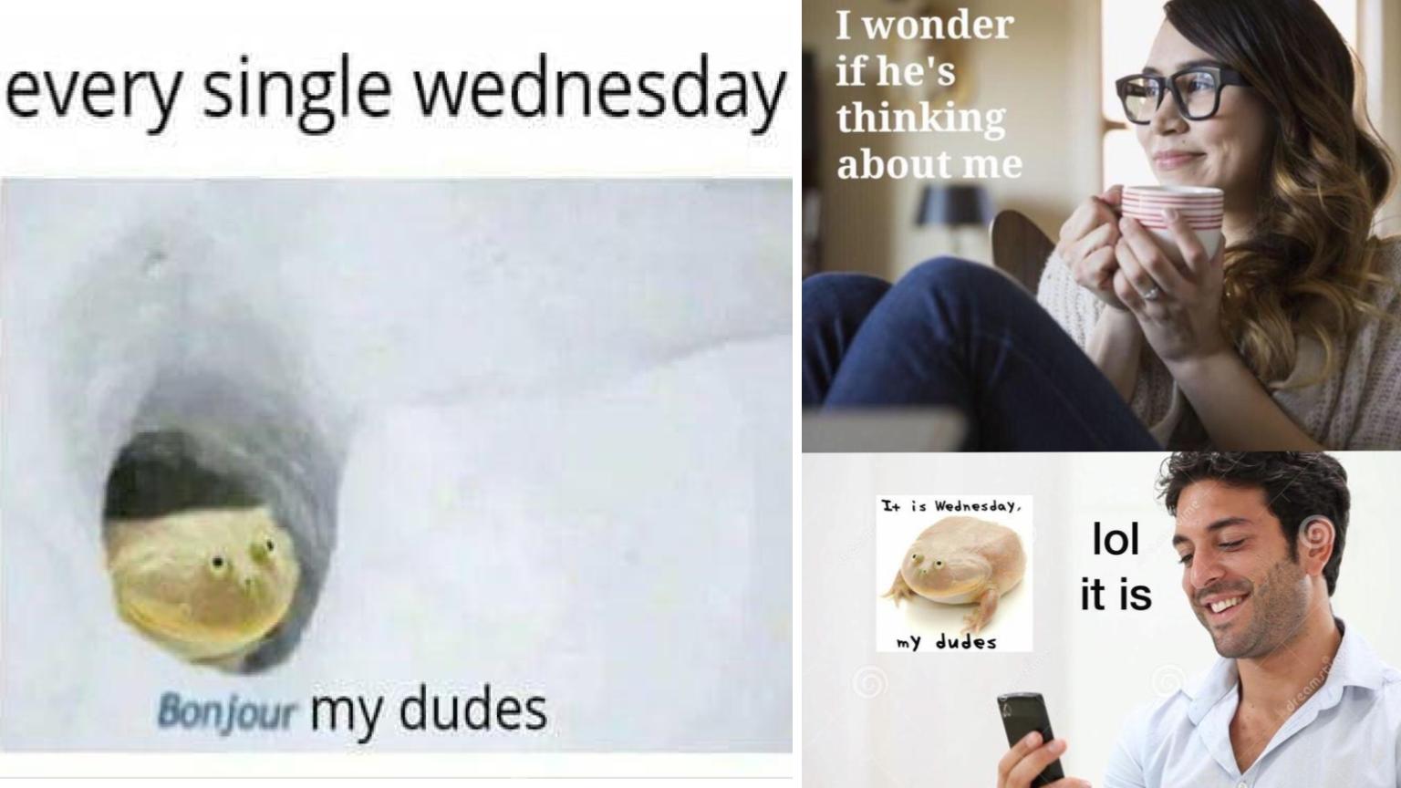 The Best Frog Memes | Know Your Meme