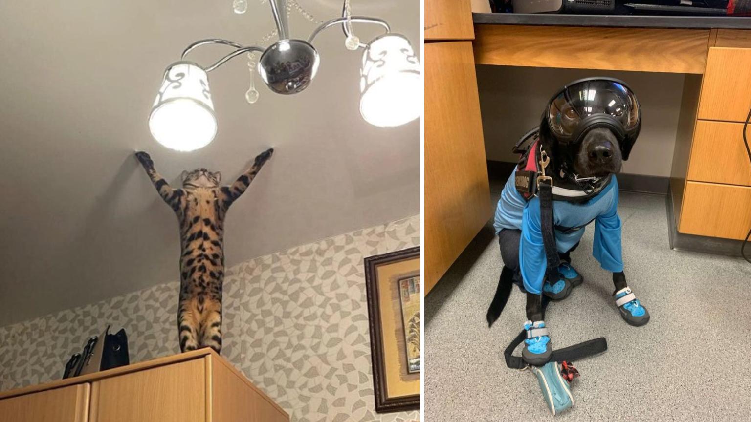 10 'Eyebleach' Pictures That Will Help You Smile | Know Your Meme