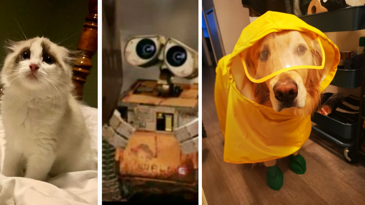 Start Your Week Right With Best Of Reddit's 'Aww' | Know Your Meme