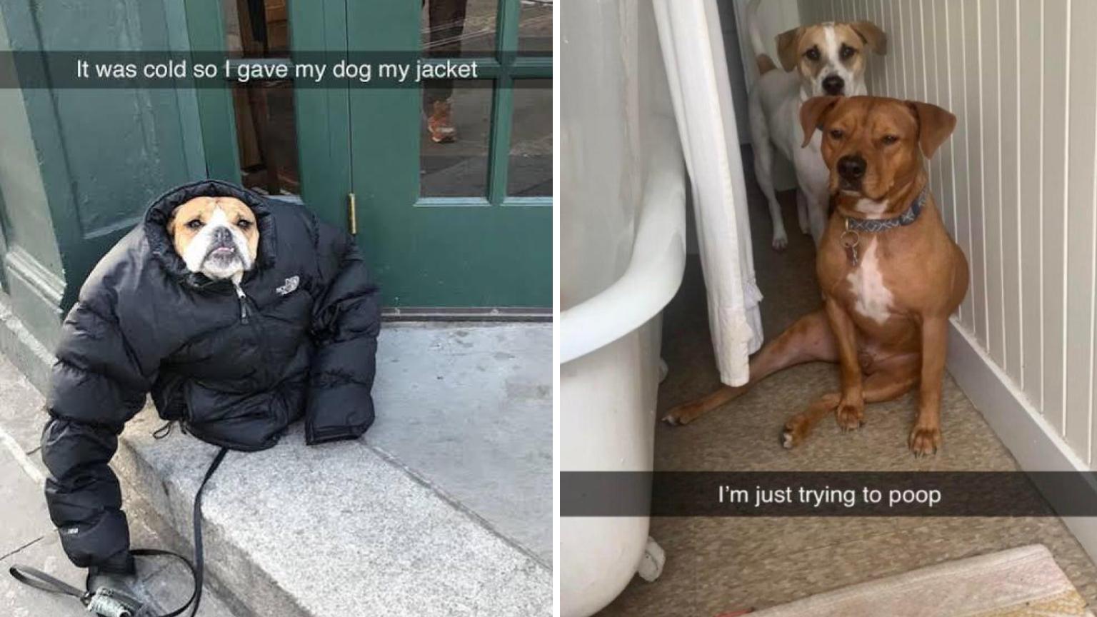 13 Dog Memes All About Man's Best Friend | Know Your Meme