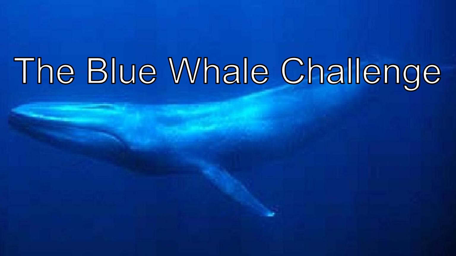 What Is The 'Blue Whale Challenge,' And Is It Even Real? | Know Your Meme