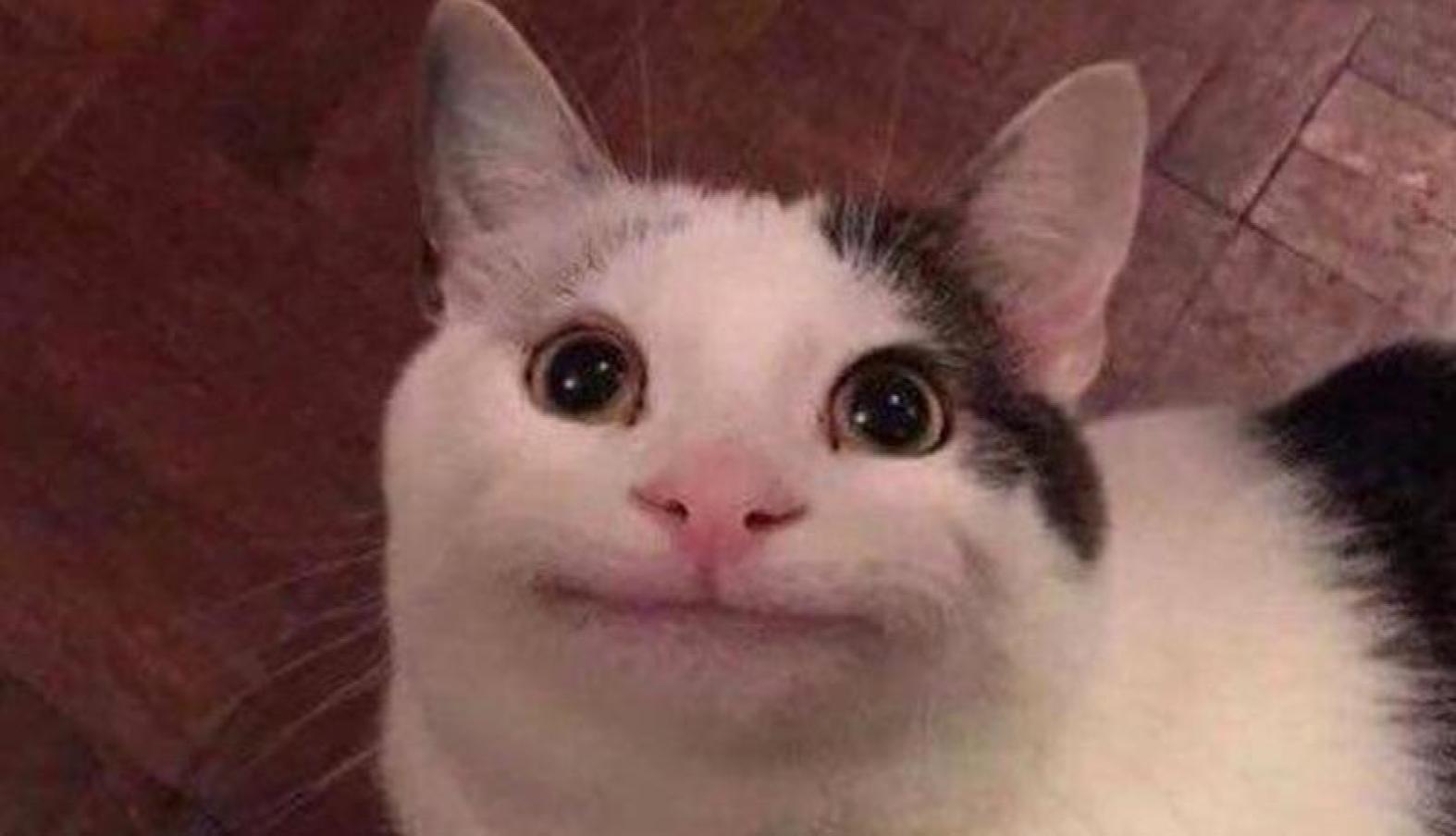 Who Is Polite Cat, And Why Is Bruce Making An Exception For Him? | Know Your Meme