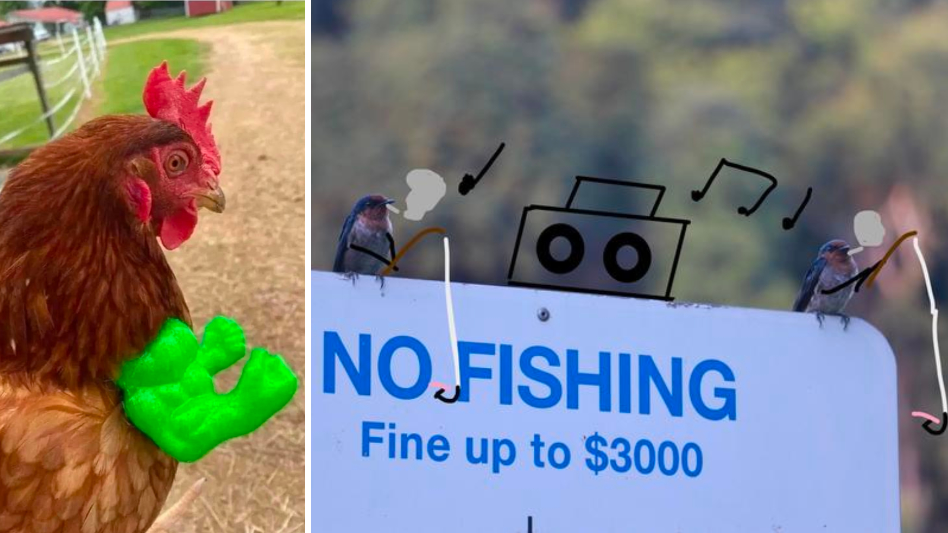 10 Birds With Arms That Are Works Of Art | Know Your Meme