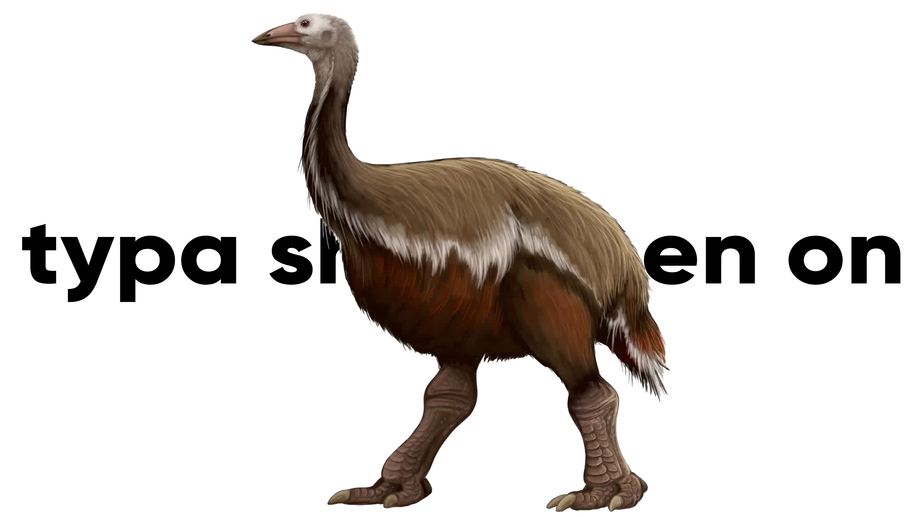 What's The 'I'm The Biggest Bird' Song? The TikTok Meme Explained ...