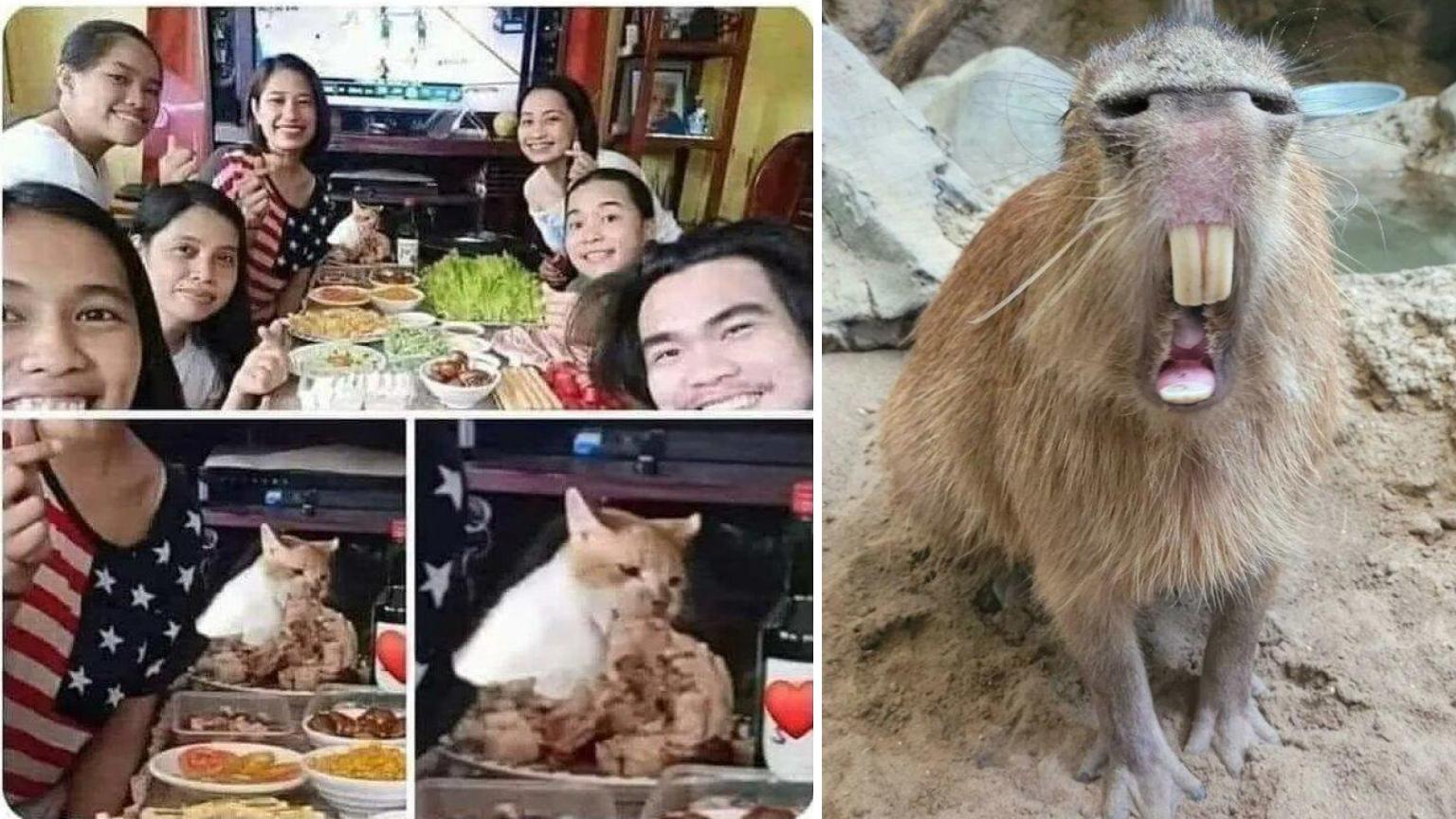 15 Pictures Of Animals Being Absolute Goofballs | Know Your Meme