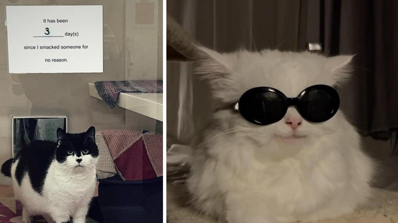 20 Relatable Cats To Refresh Your Feed | Know Your Meme