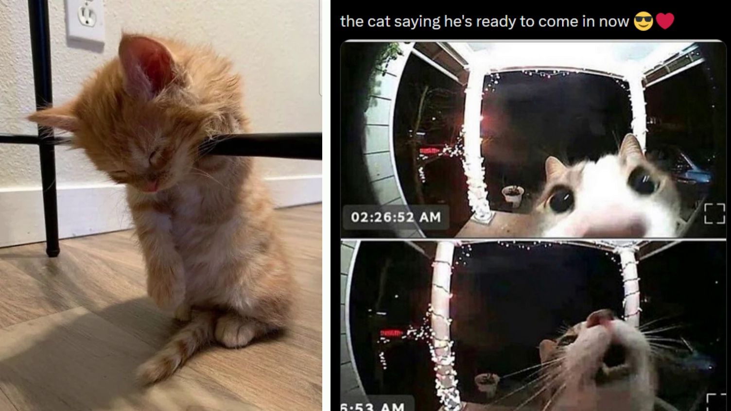 19 Curiously Relatable Cat Posts That Remind Us How Human Pets Can Be ...