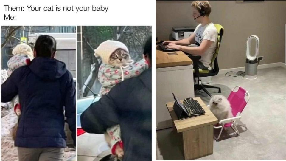 20 Memes That Will Channel Your Inner Cat | Know Your Meme