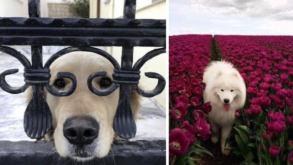 20 Dog Memes And Pictures You Can Relate To | Know Your Meme