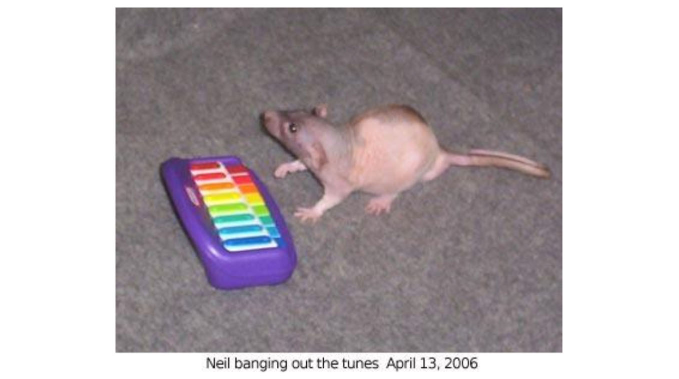 Where Did The Photo Of A Rat With A Toy Piano Come From? Why April 13th ...