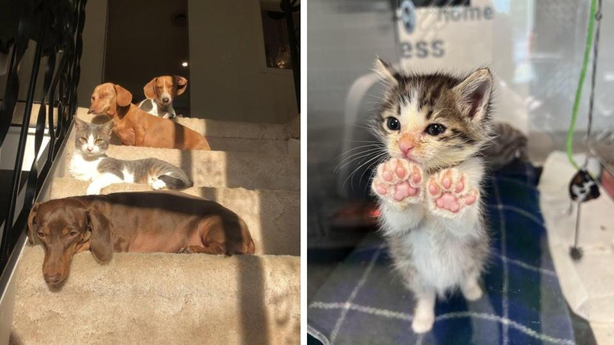 20 Adorable Animals For A Distraction From Political Turmoil | Know ...