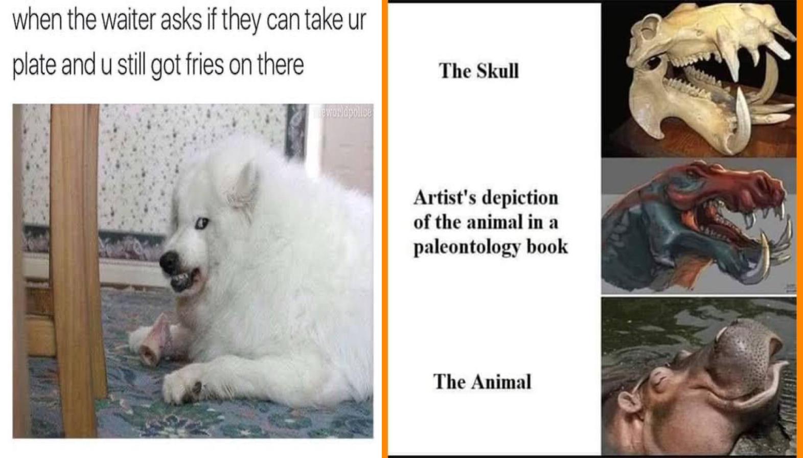 15 Animal Memes To Replenish Your Spiritual Energy | Know Your Meme