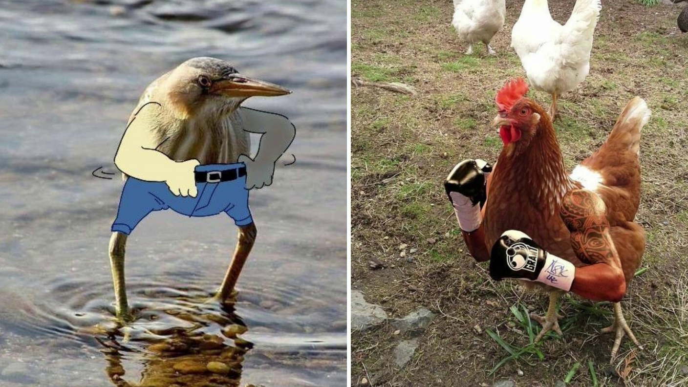 13 Weirdly Funny Images Of Birds With Arms | Know Your Meme