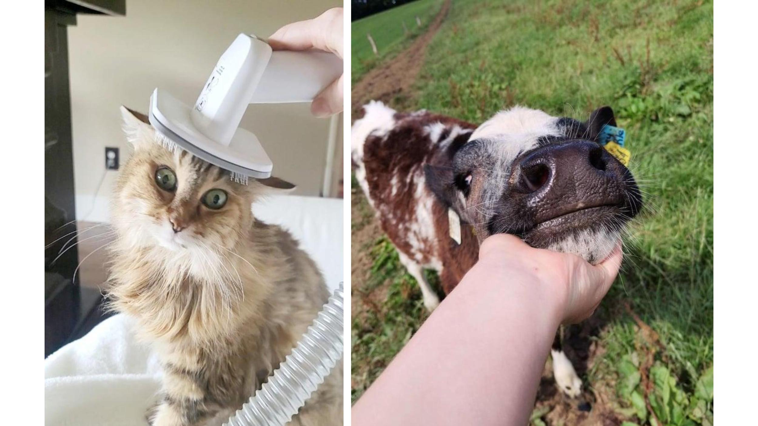 23 Adorable Animals To Improve Your Mood Today | Know Your Meme