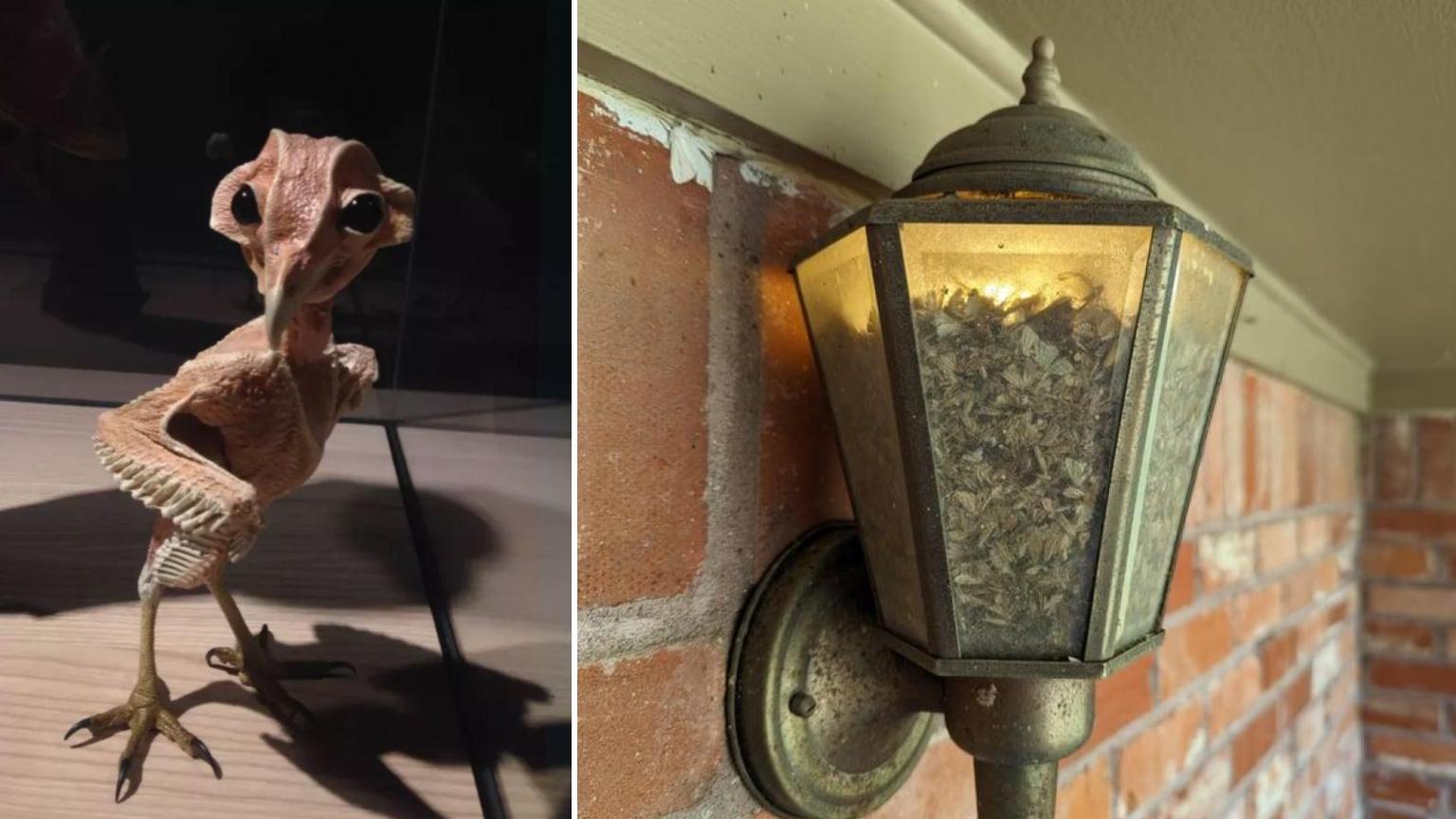 25 Puzzling And Slightly Terrifying Images From Reddit's 'WTF' | Know ...