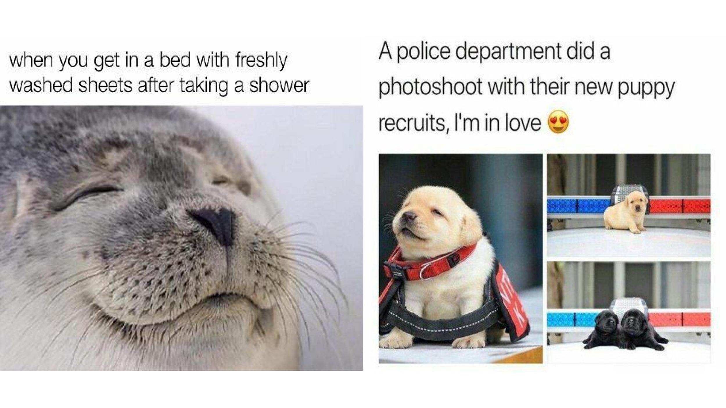 20 Wholesome Memes And Heartwarming Posts To End The Month Right | Know ...