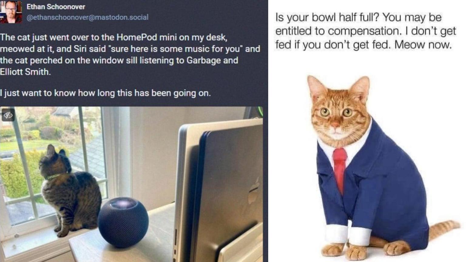 25 Memes For All The Cat People Out There | Know Your Meme