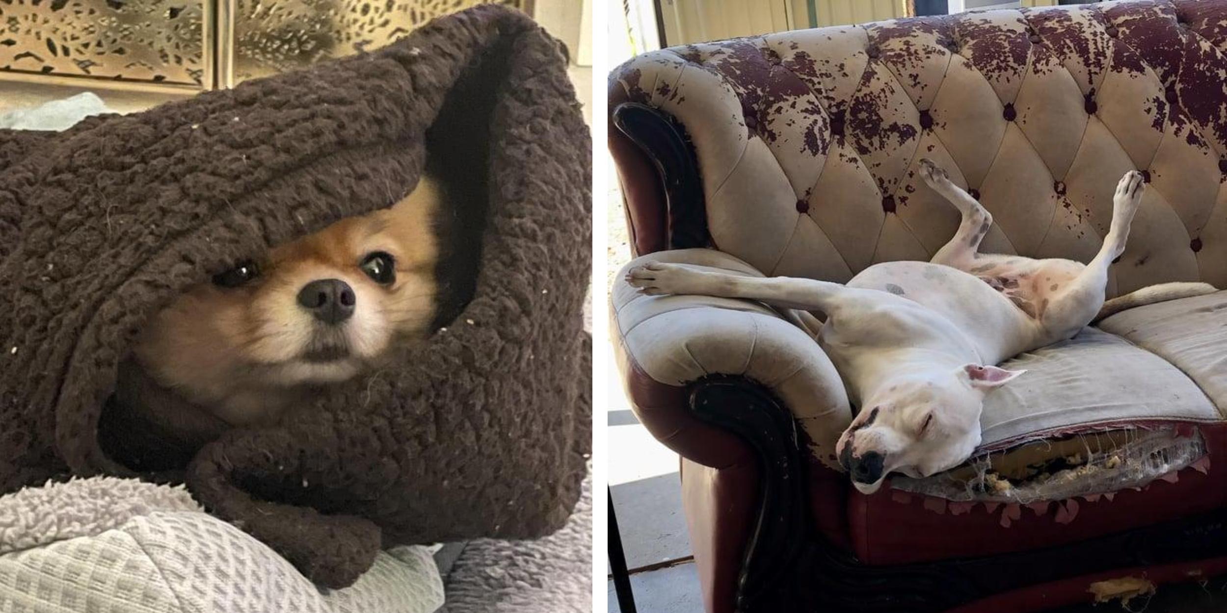 15 Cute Dogs To Satisfy Your Soul | Know Your Meme