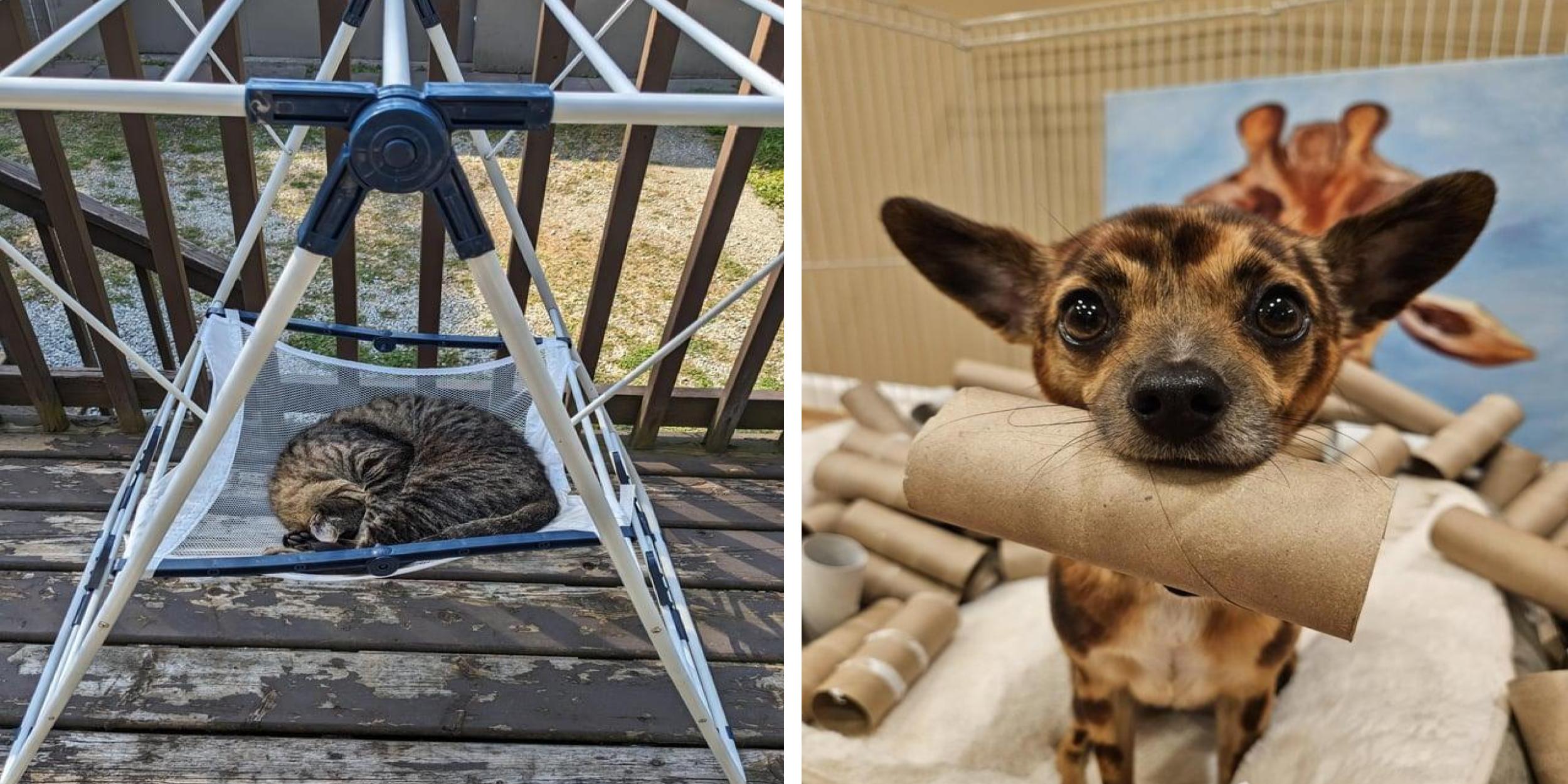 25 Of This Month's Cutest Animal Photos To Improve Your September ...