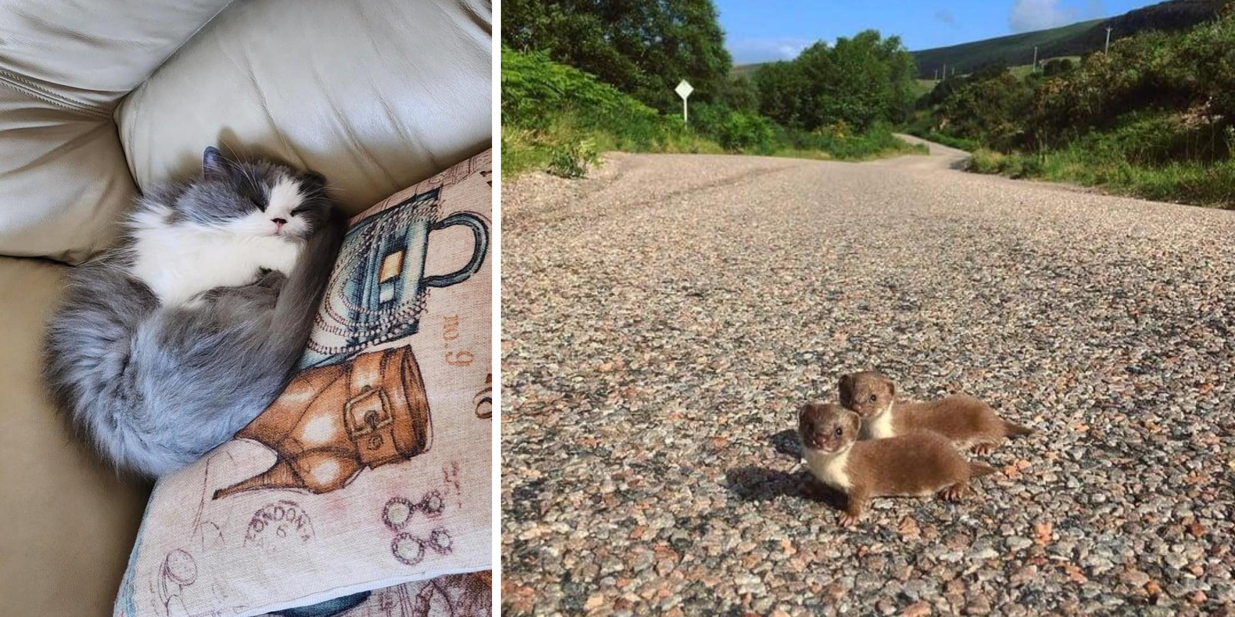 25 Of The Most Adorable Animals From The Web | Know Your Meme
