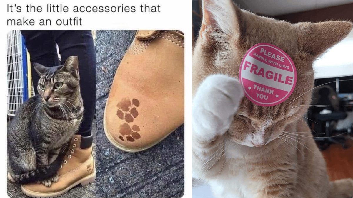 Turn Your Bad Day Around With These 25 Healing Photos | Know Your Meme