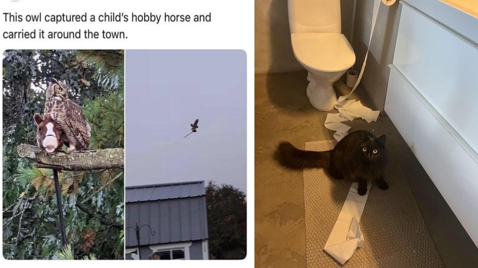 25 Adorable Animals Pulling Silly Stunts | Know Your Meme