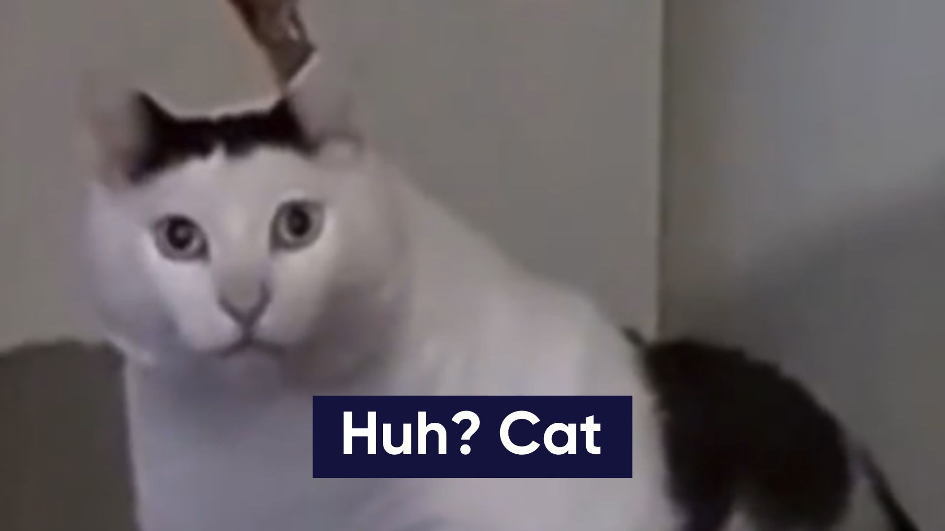 Who Is The Huh Cat The Meme And Viral TikTok Video Of A Confused Cat