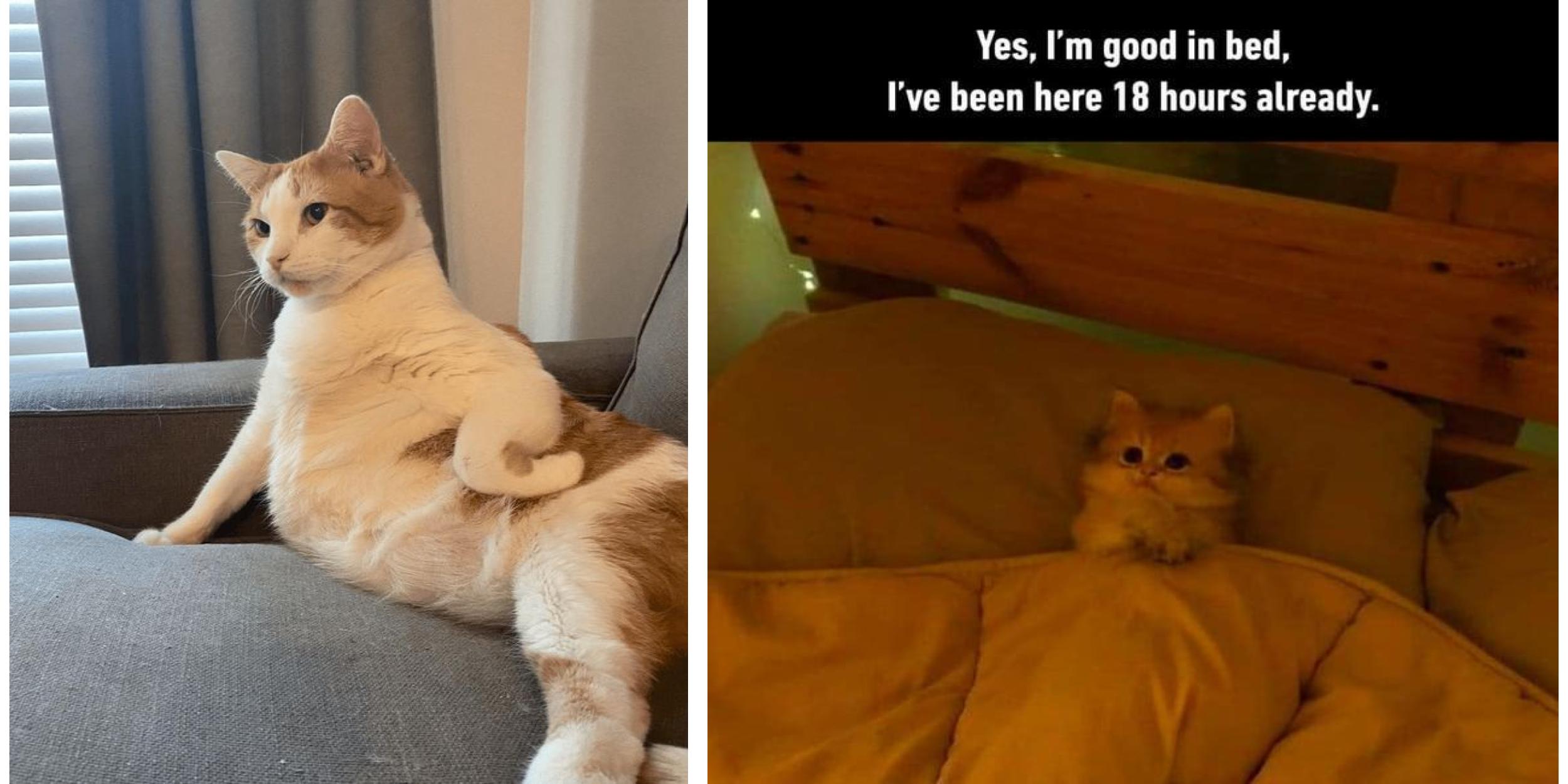 26 Pictures Of Cats Being Relatable To Humans | Know Your Meme