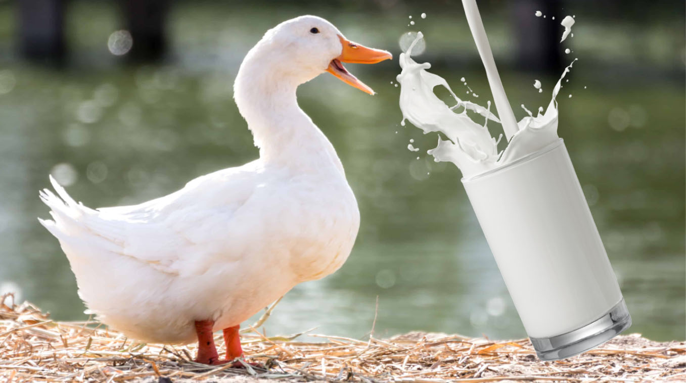 What Does 'Milkshake Duck' Mean? The Meme Explained | Know Your Meme