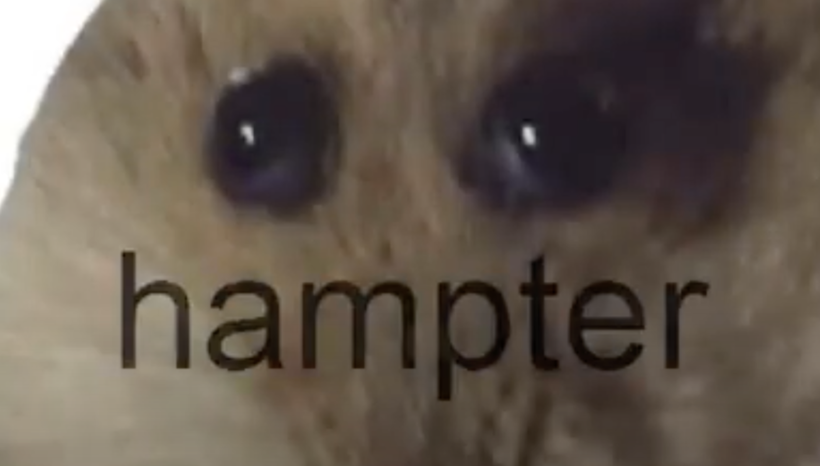 What Is A 'Hampter'? The Adorable YouTube Meme Depicting A Hamster With ...