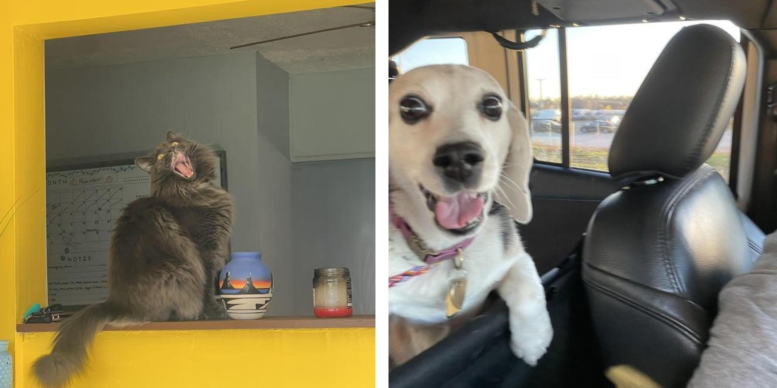 24 Pets Doing What They Do Best And Being Goobers | Know Your Meme