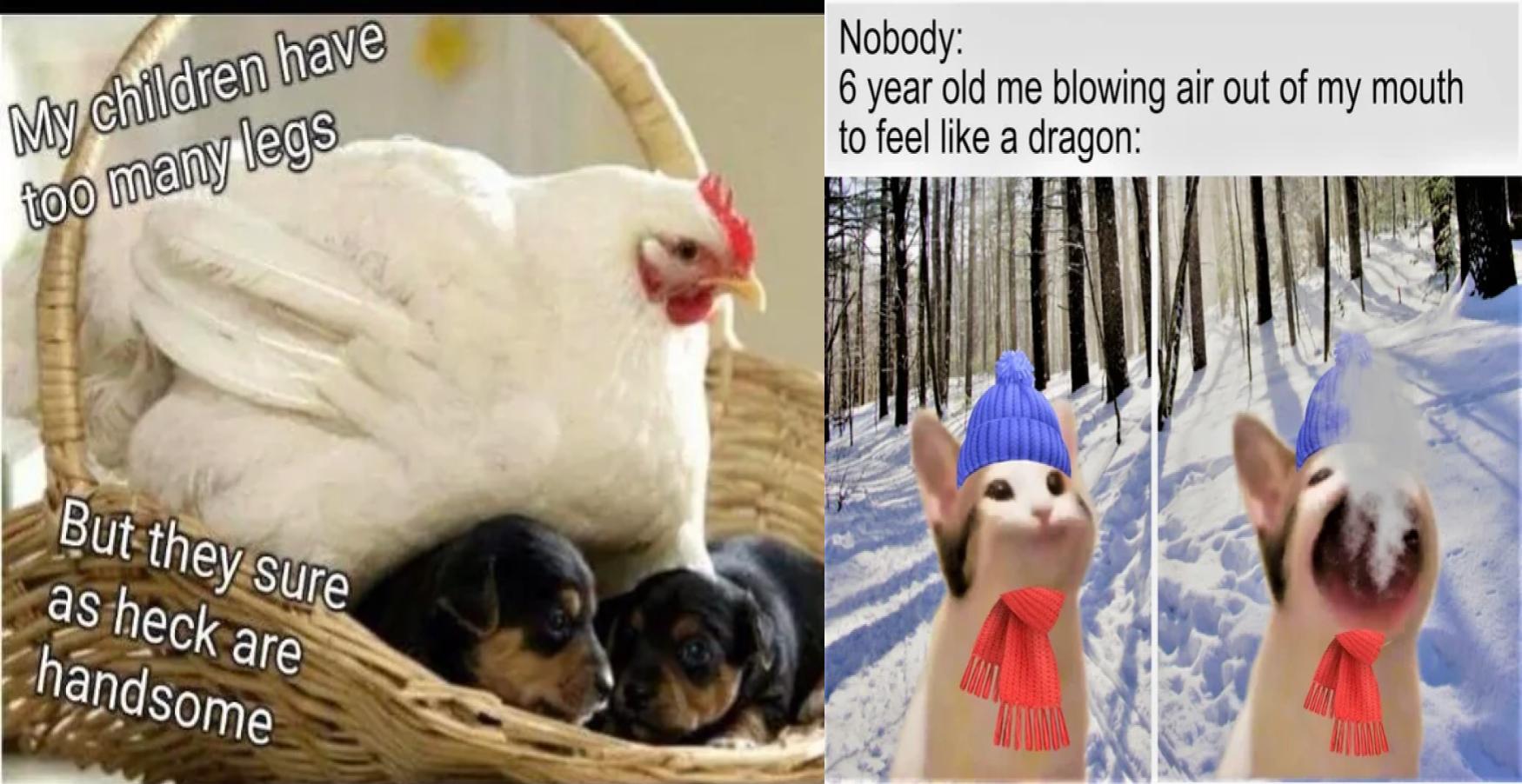 25 Wholesome Memes Chock-Full Of Lighthearted Humor | Know Your Meme