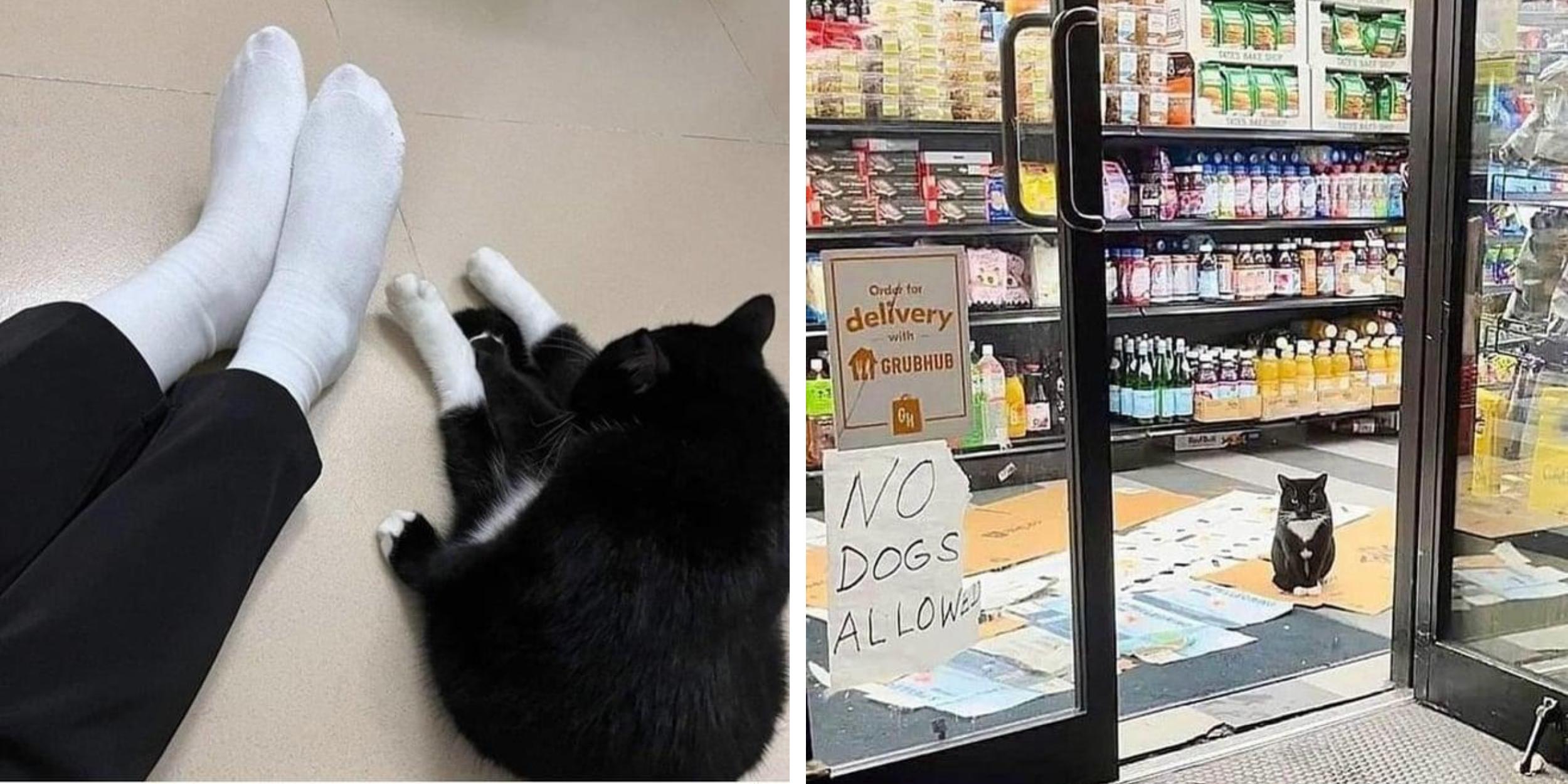 25 Relatable Cats Who Are Just Like Us Humans | Know Your Meme