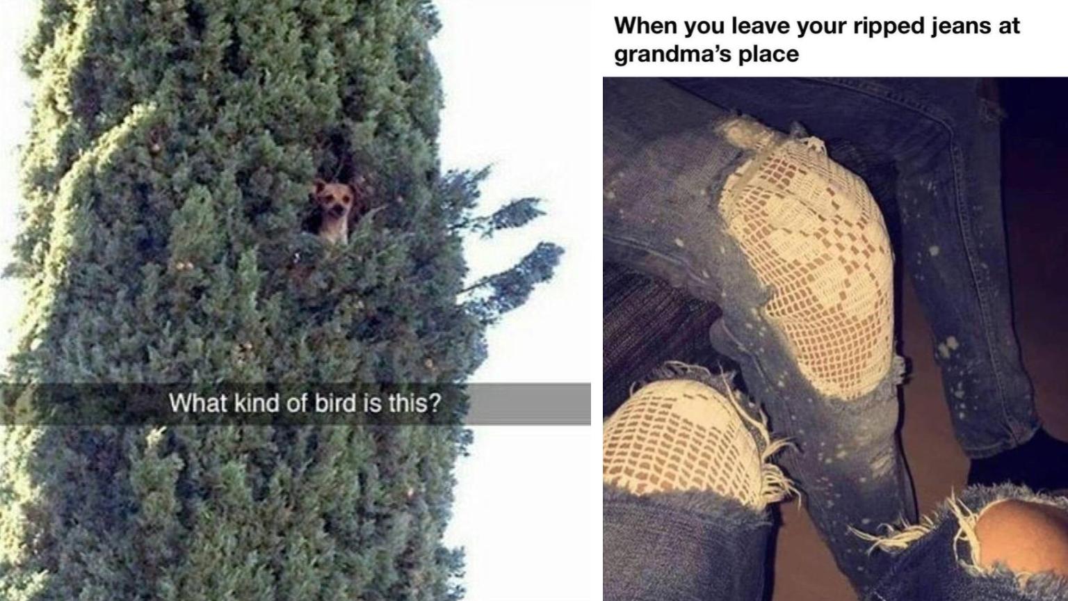 20 Random Memes For A Little Dose Of Wholesome Humor | Know Your Meme