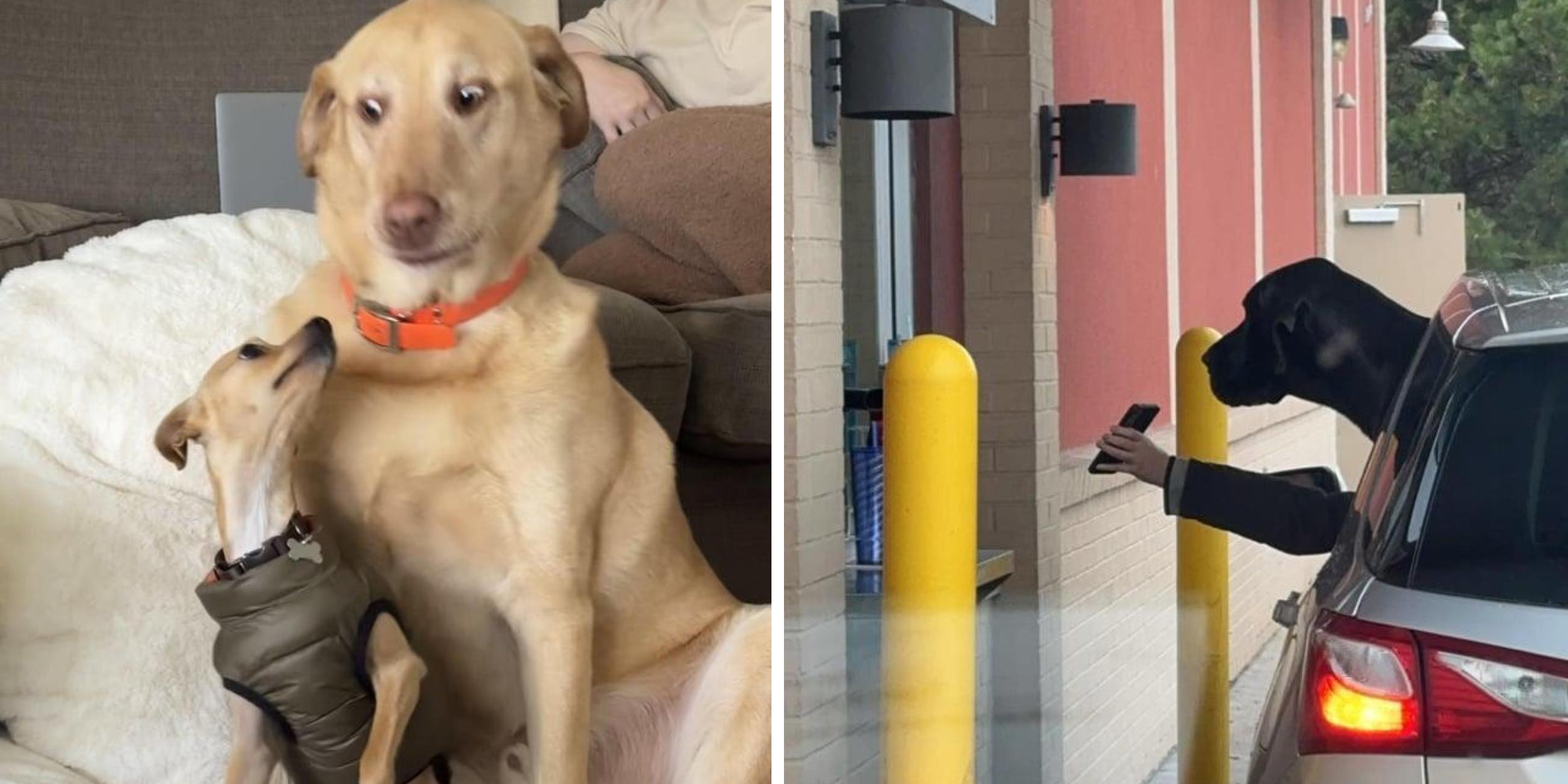 25 Goofy Moments Of Dogs Just Being Dogs | Know Your Meme