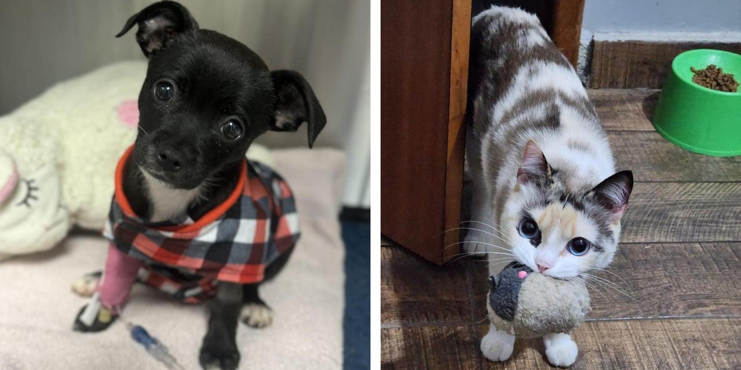 The 25 Cutest Pets From Reddit's 'Aww' | Know Your Meme