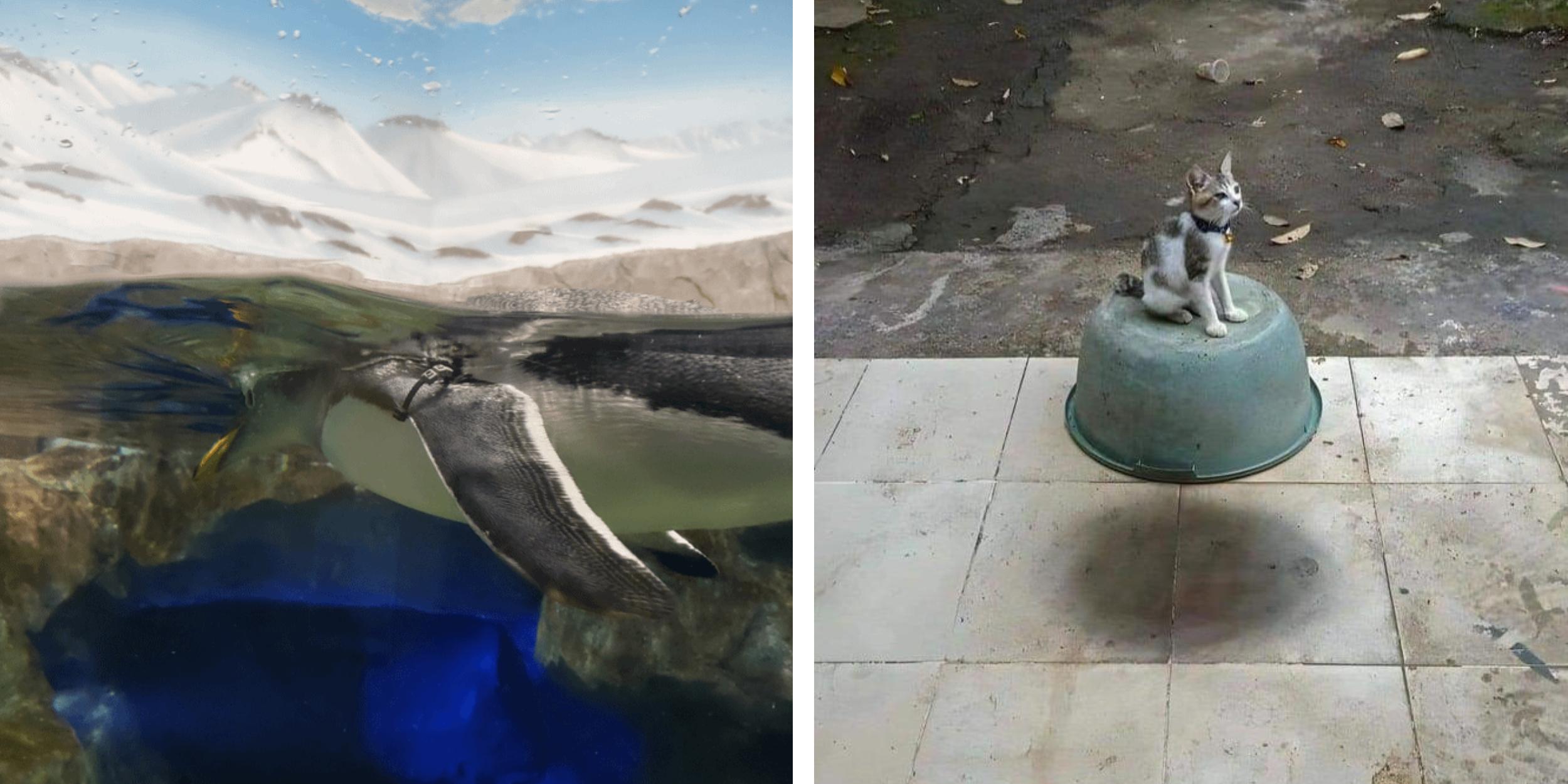 15 Perplexing Optical Illusions And Perspectives That Trick Your Mind ...